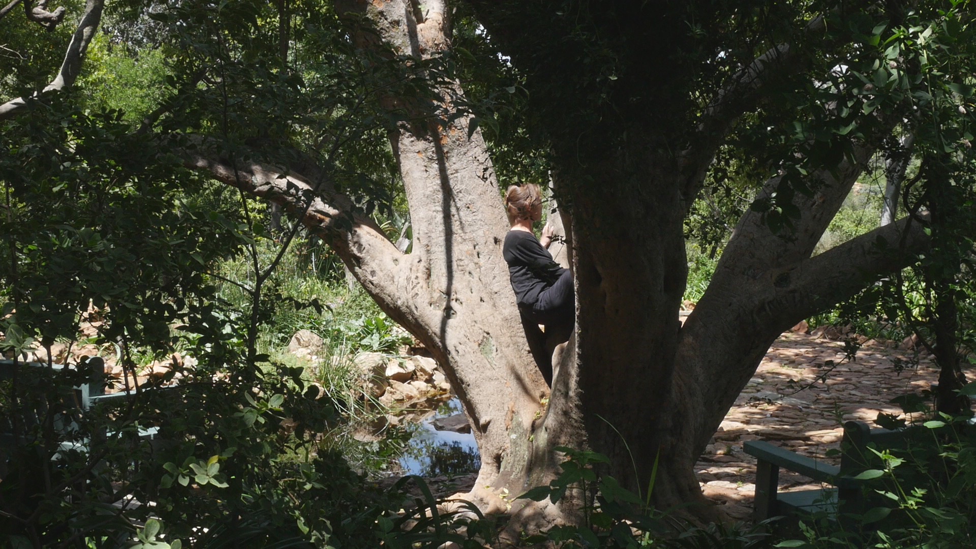 In the River Bushwillow – Meetings with Remarkable and Unremarkable Trees